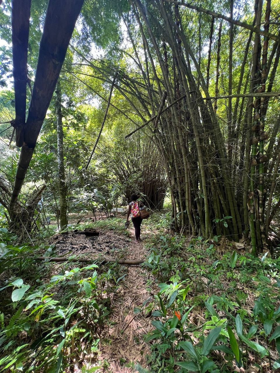 Guadeloupe : la sylvothérapie de Murielle Rouyard pour se reconnecter à ...